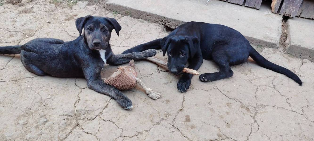 Maza i Crni traže ljubav i dom
