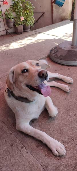 Labrador za udomljavanje