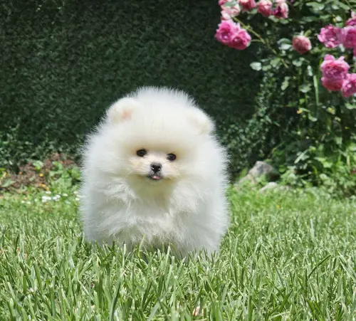 Pomeranac BOO medvedići, Pomeranski Špic štenci
