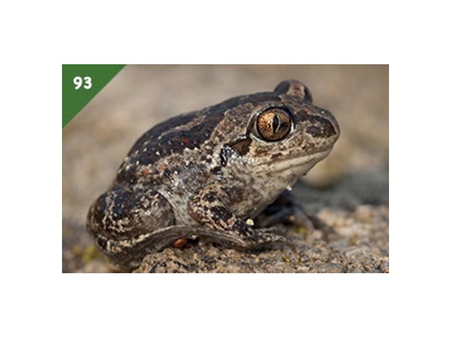 Životinjsko carstvo 93 (2016)