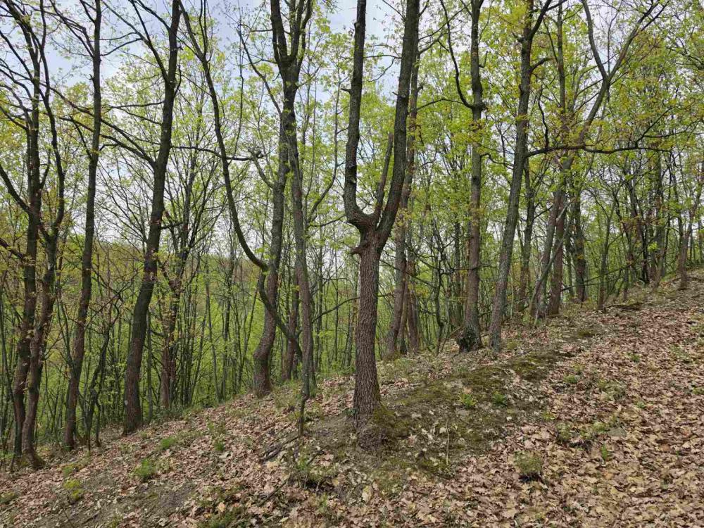 Aranđelovac, Bukovik, šuma, 1,28ha ID#1977
18.000 €