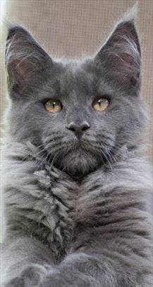 Maine Coon , mačići