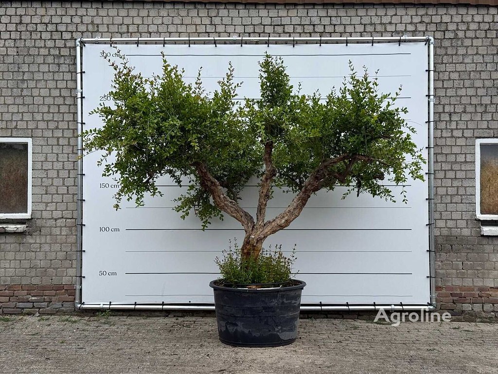 XL