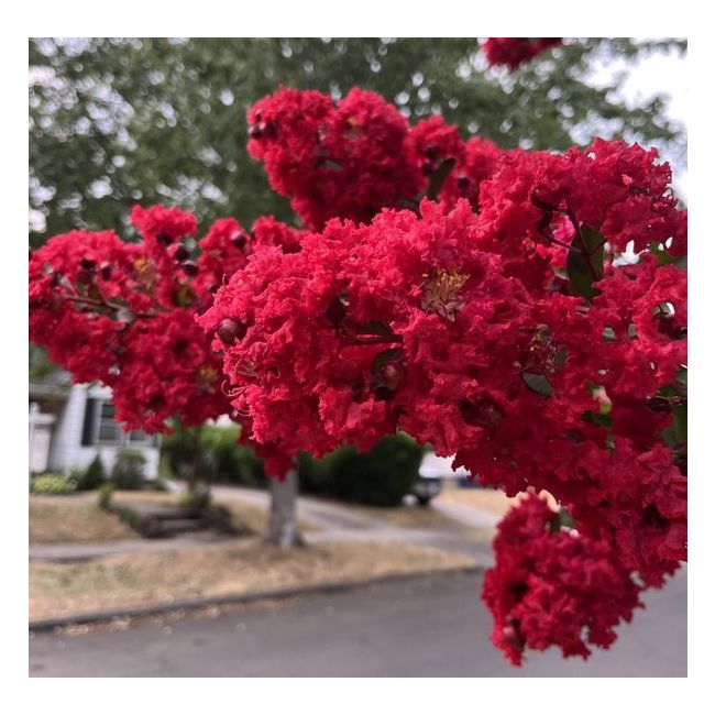 Lagerstroemia indica Double Dynamite