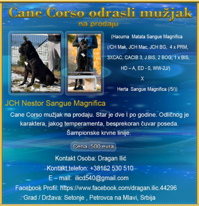 Cane Corso