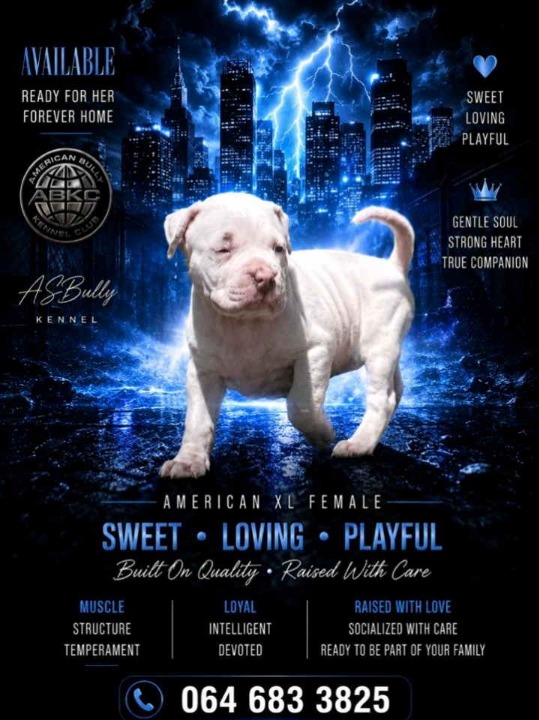 American bully štenci – vrhunski kvalitet