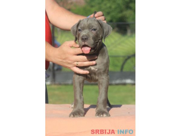 Cane Corso štenci