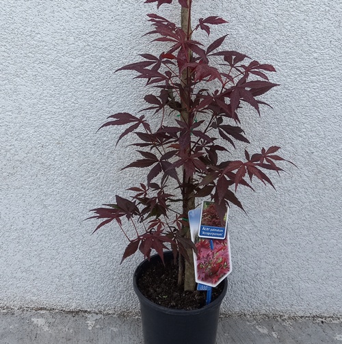 Japanski javor Antropurpureum 100+ cm