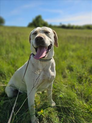 Na poklon mešanac Labradora