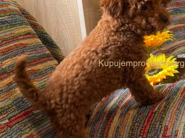 Toy Pudle na prodaju