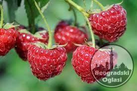 HITNO - potrebni berači maline