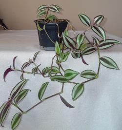 Tradescantia zebrina