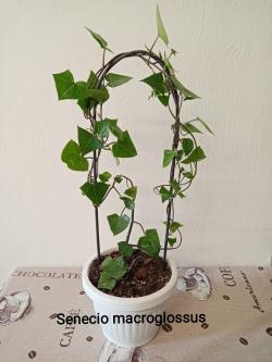 Senecio macroglossus-sobni bršljan