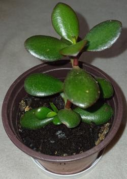 Krasula -Crassula ovata - drvo novca