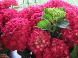 Hydrangea macrophylla