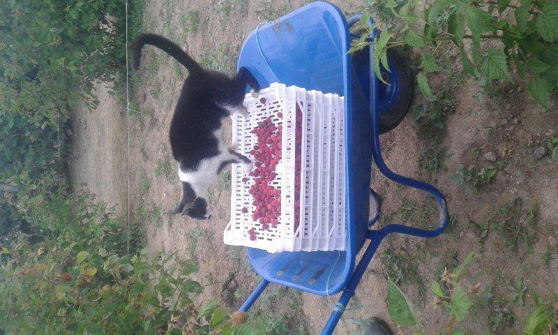 Selo