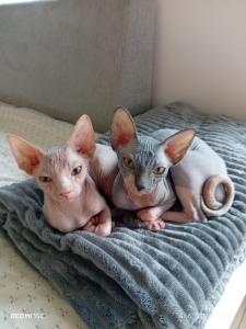 PREOSTALA 2 MUŽJAKA SPHYNX MAČIĆA (3,5 MESECA) – SPREMNI ZA PREUZIMANJE ODMAH (BEOGRAD)