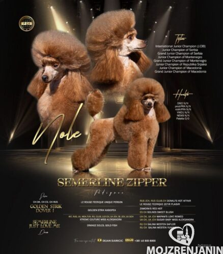Prelepe Toy Pudle