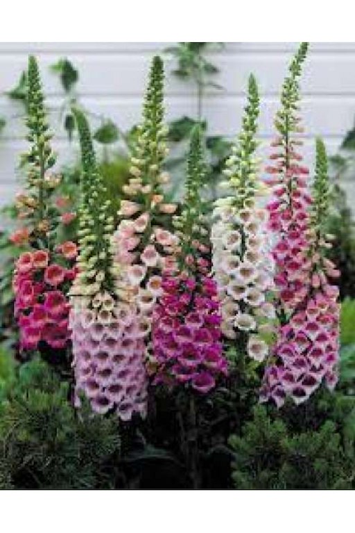 DIGITALIS 0.5GR ZKI
Šifra: 203 JM: KOM