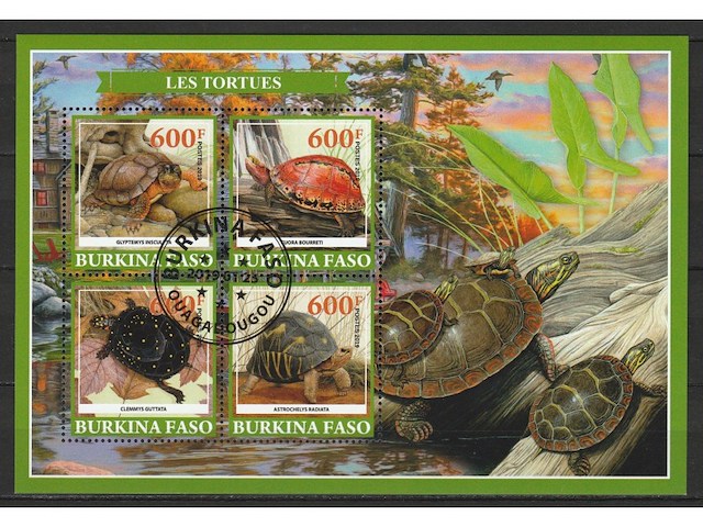 Burkina Faso - 2019 - Kornjače