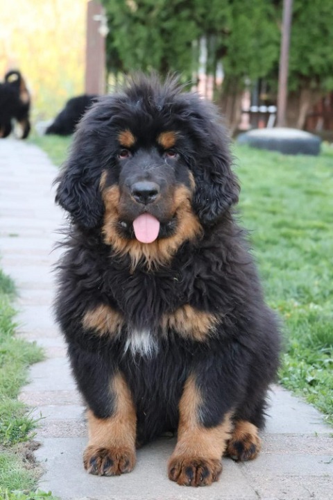 Tibetski mastif, štenci