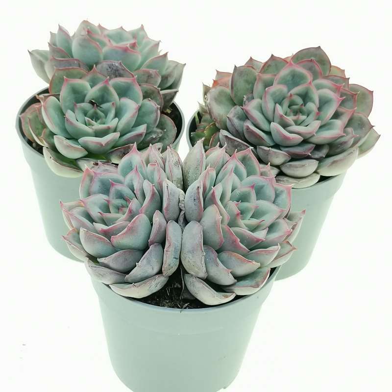 Echeveria Mystery