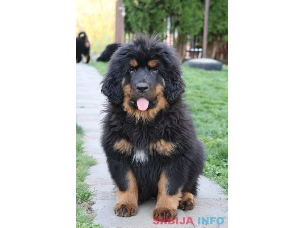 Tibetski mastif, štenci
