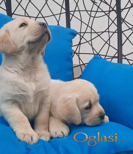 Labrador štenci
