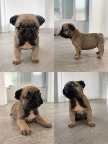 FRANCUSKI BULDOG