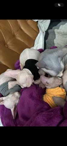 PREOSTALA 2 MUŽJAKA SPHYNX MAČIĆA (3,5 MESECA) – SPREMNI ZA PREUZIMANJE ODMAH (BEOGRAD)