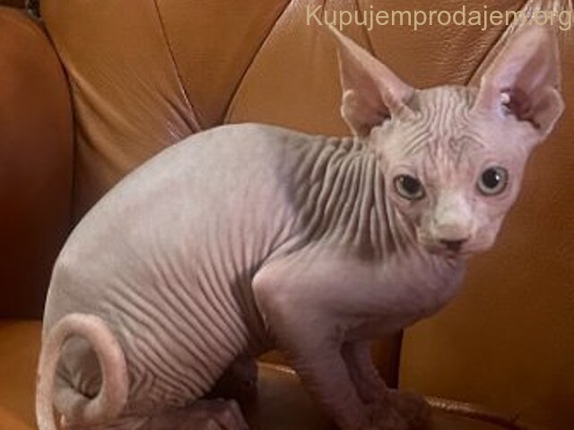Preostala 2 mužjaka Sphynx mačića (3,5 meseca) – spremni za preuzimanje odmah (Beograd)