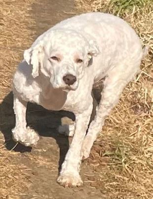 Poklanjam lagotto romanjolo