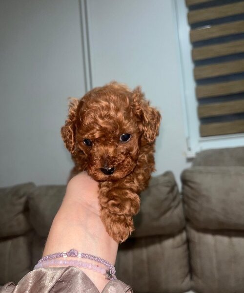 Toy pudlica