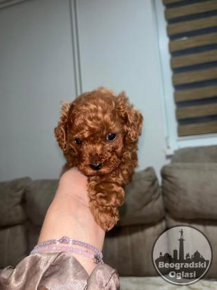 Toy pudlica