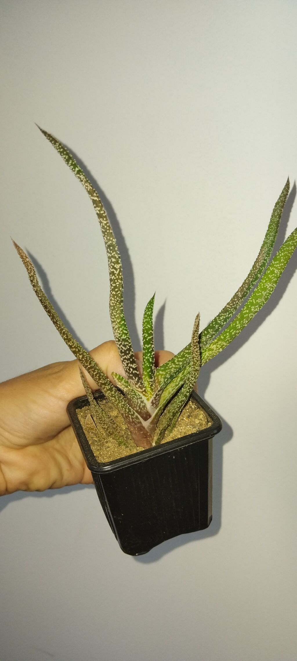 Sukulenta Aloe/Haworthia hibrid u saksiji - Biljka sa uskim