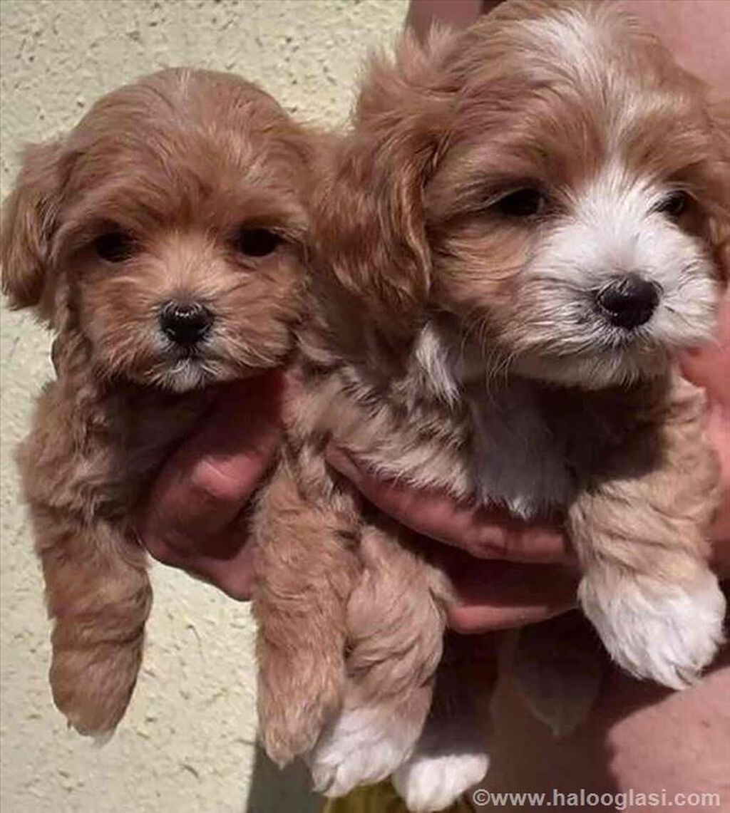 Maltipoo stenci ostenjeni 11.04.2026. Majka mini maltezer a otac