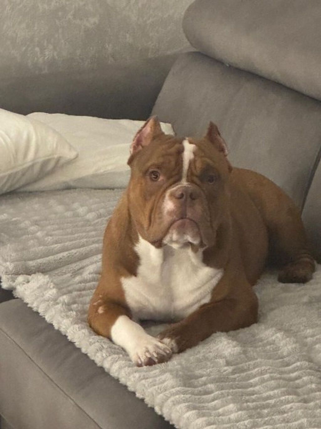 Kapo muzjak Muzjak -American Bully Exotic Merle-spreman za parenje