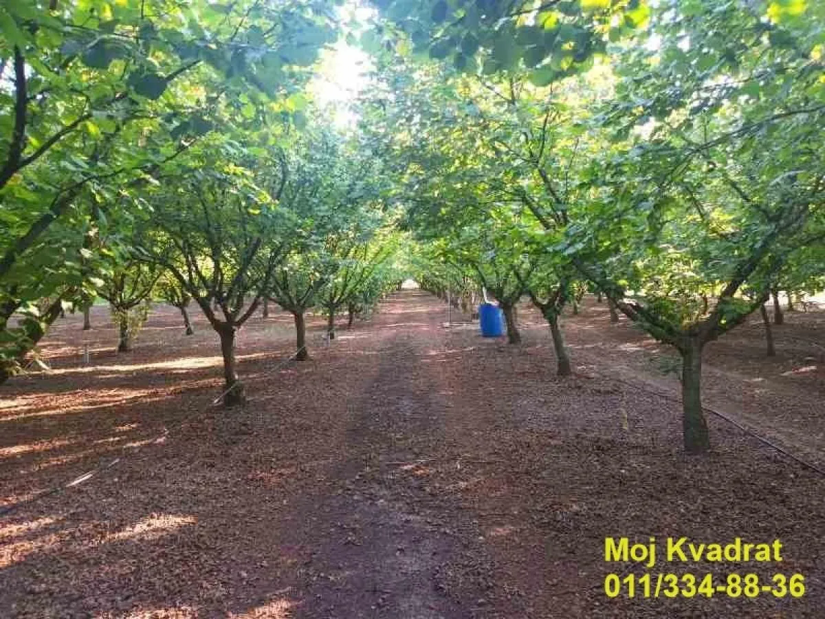 Prodaja, plac, 11413m², Nova Pazova, Stara Pazova