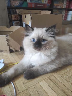 Ragdoll , mače