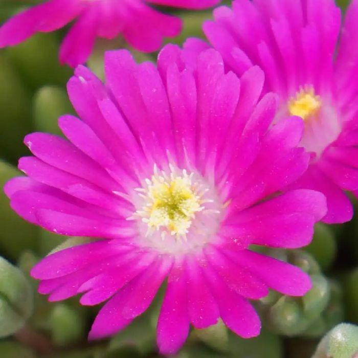 Delosperma Cooperi Jewel Of Desert Opal - Ledeni Cvet