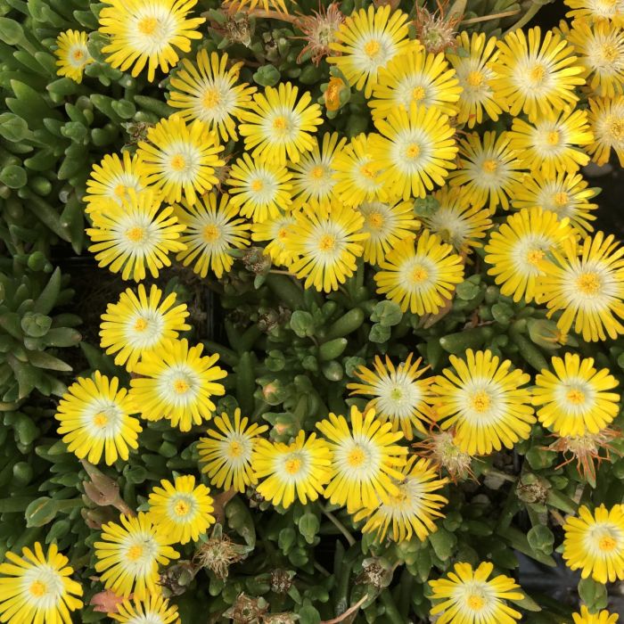 Delosperma Cooperi Jewel Of Desert Peridott - Ledeni Cvet