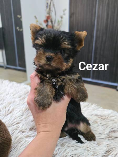 Mini Jorkširski terijeri jorki, mužjak i ženka