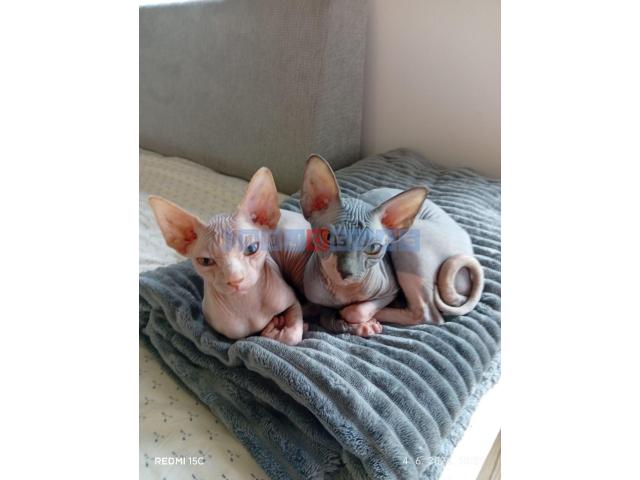 Preostala 2 mužjaka Sphynx mačića (3,5 meseca) – spremni za