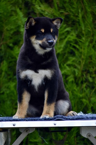 Shiba Inu / Šiba inu, štenci