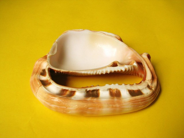 Pepeljara Školjka
