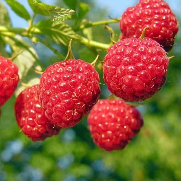 Potrebni radnici za branje malina u Arilju