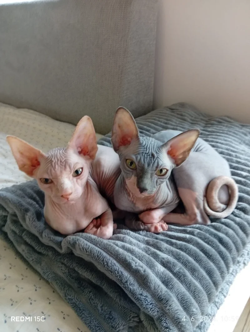 Preostala 2 mužjaka Sphynx mačića (3, 5 meseca) – spremni za preuzimanje odmah (Beograd)