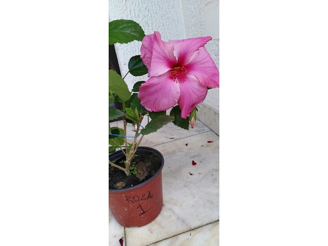 SOBNI HIBISKUS ROZE