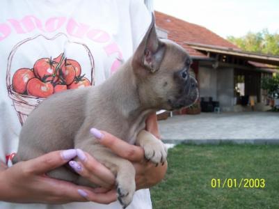 FRANCUSKI BULDOG ŠTENCI EGZOTICNIH BOJA