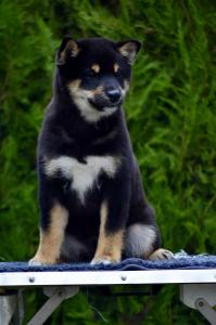 SHIBA INU / ŠIBA INU, ŠTENCI